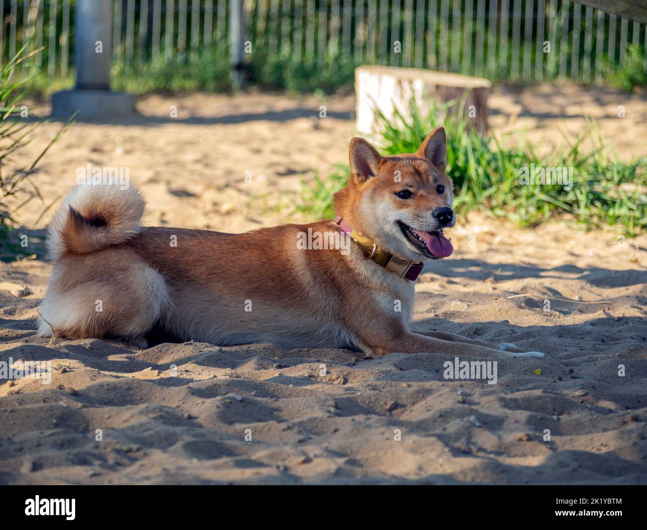 Shiba Inu plays on the dog playground in the park. Cute dog of shiba ...