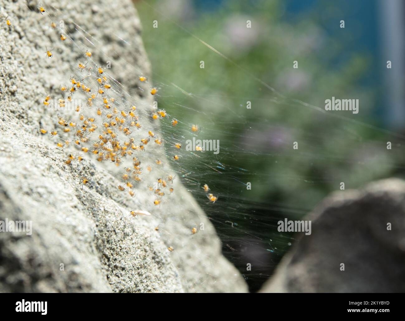 Cross the Orbweaver Spider Nest - Araneus diadematus - with many small ...