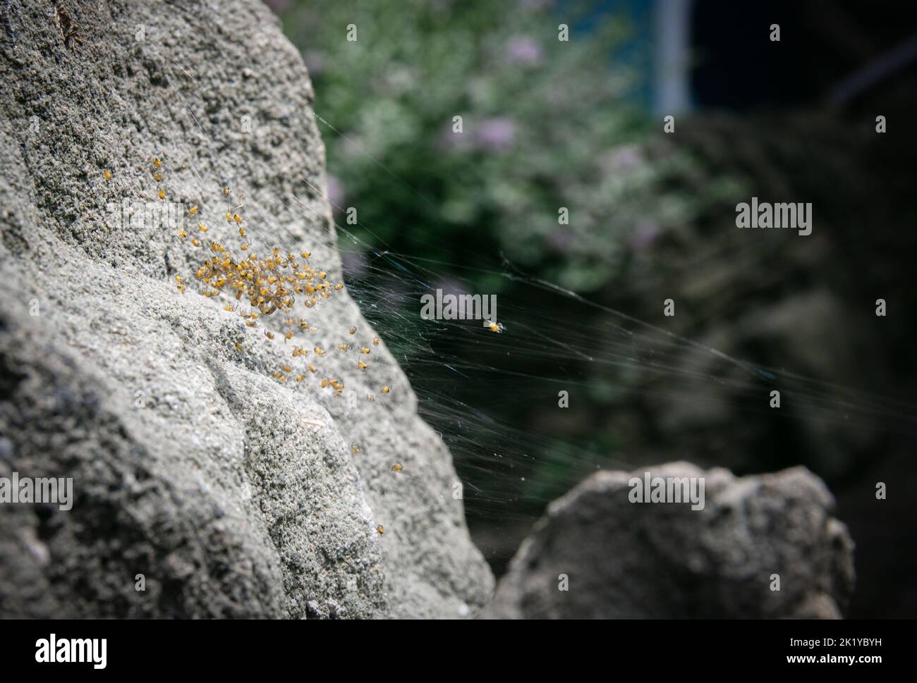Cross the Orbweaver Spider Nest - Araneus diadematus - with many small ...