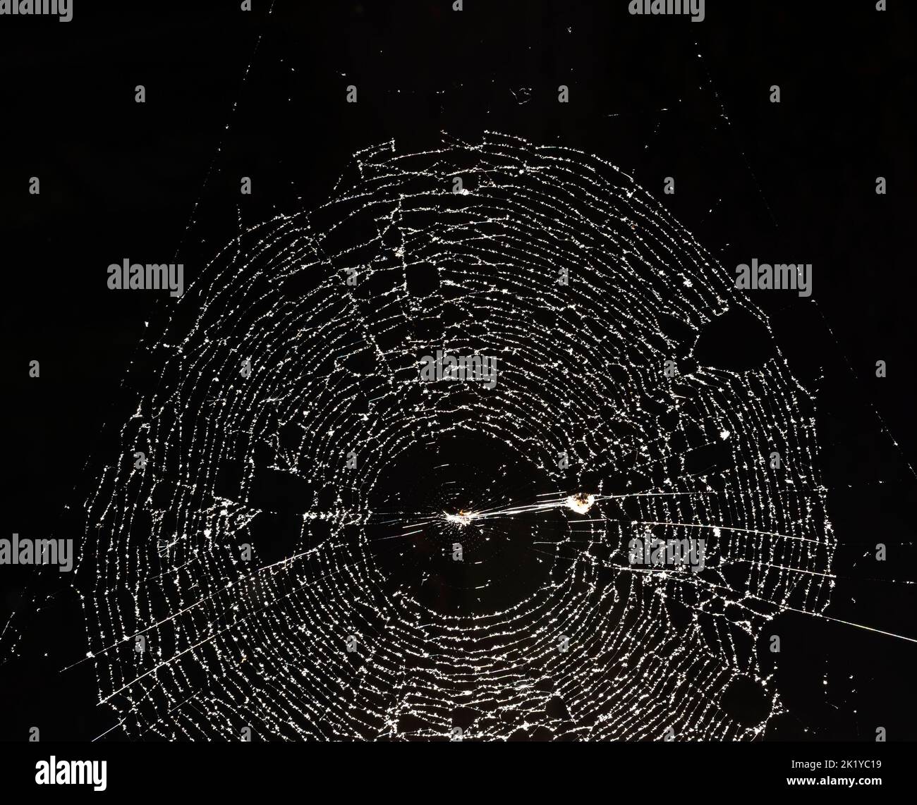 Web with dead bugs hi-res stock photography and images - Alamy