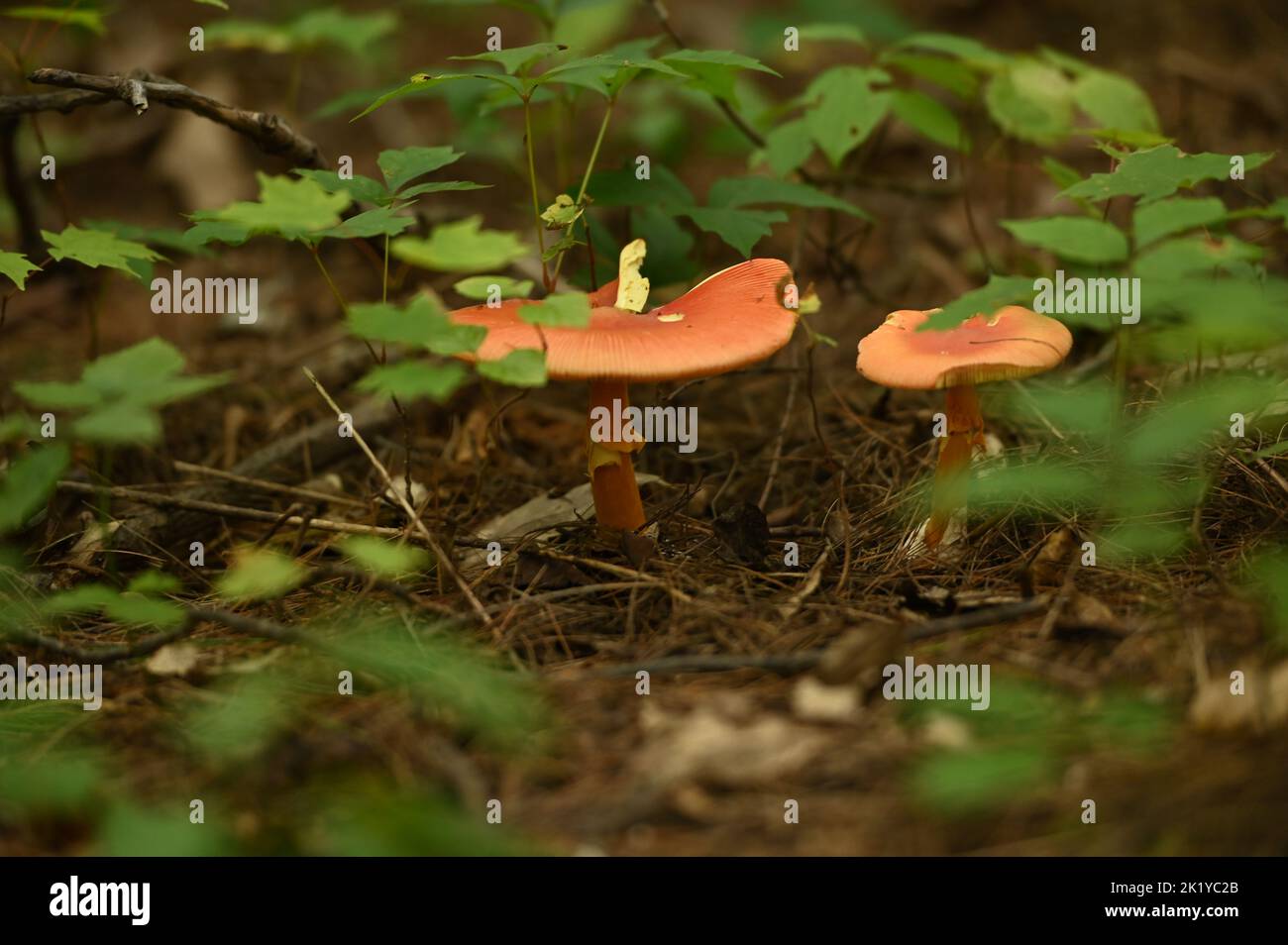 Native Mushrooms in Northern New York Stock Photo - Alamy