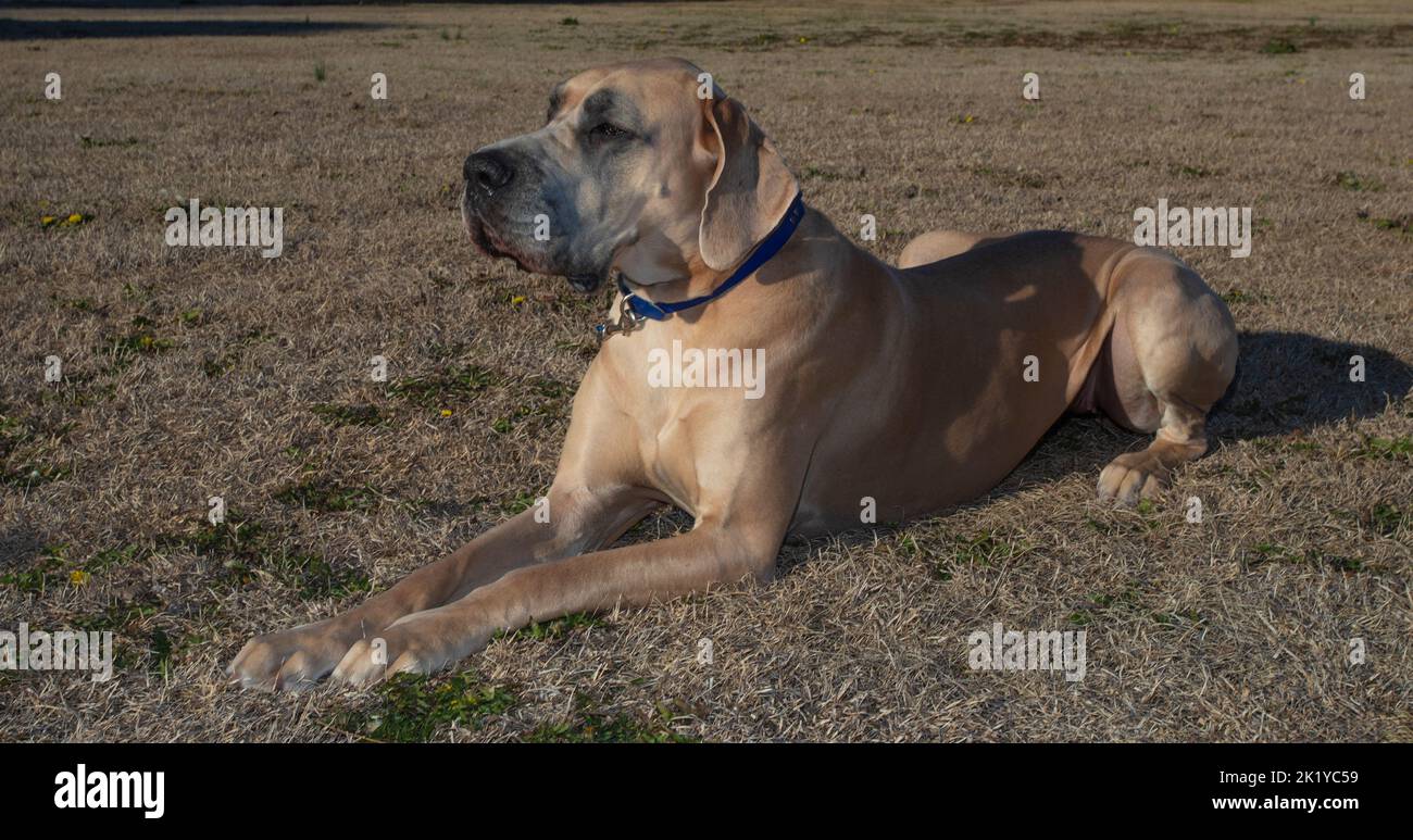 Tan Great Dane purebred lying down on a winter field Stock Photo - Alamy