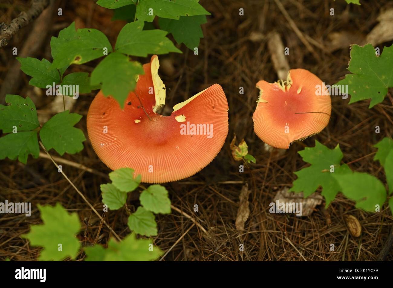 Native Mushrooms in Northern New York Stock Photo - Alamy