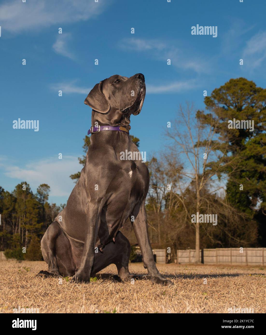 Majestic looking gray Great Dane purebred sitting on a grassy field ...