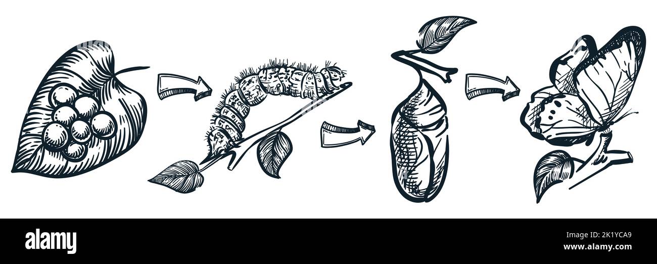 Butterflies life cycle stages isolated on white background. Vector hand ...