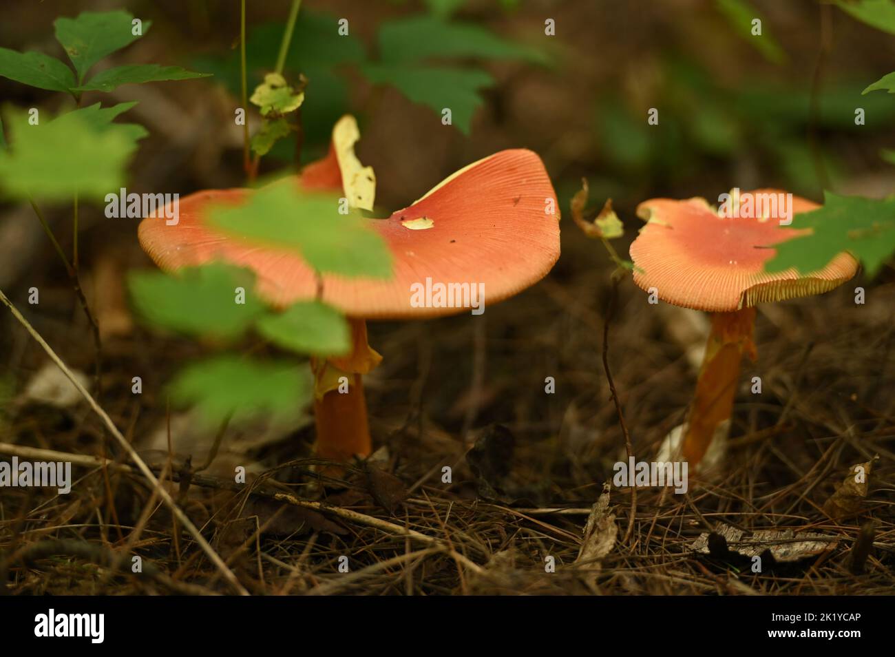 Native Mushrooms in Northern New York Stock Photo - Alamy