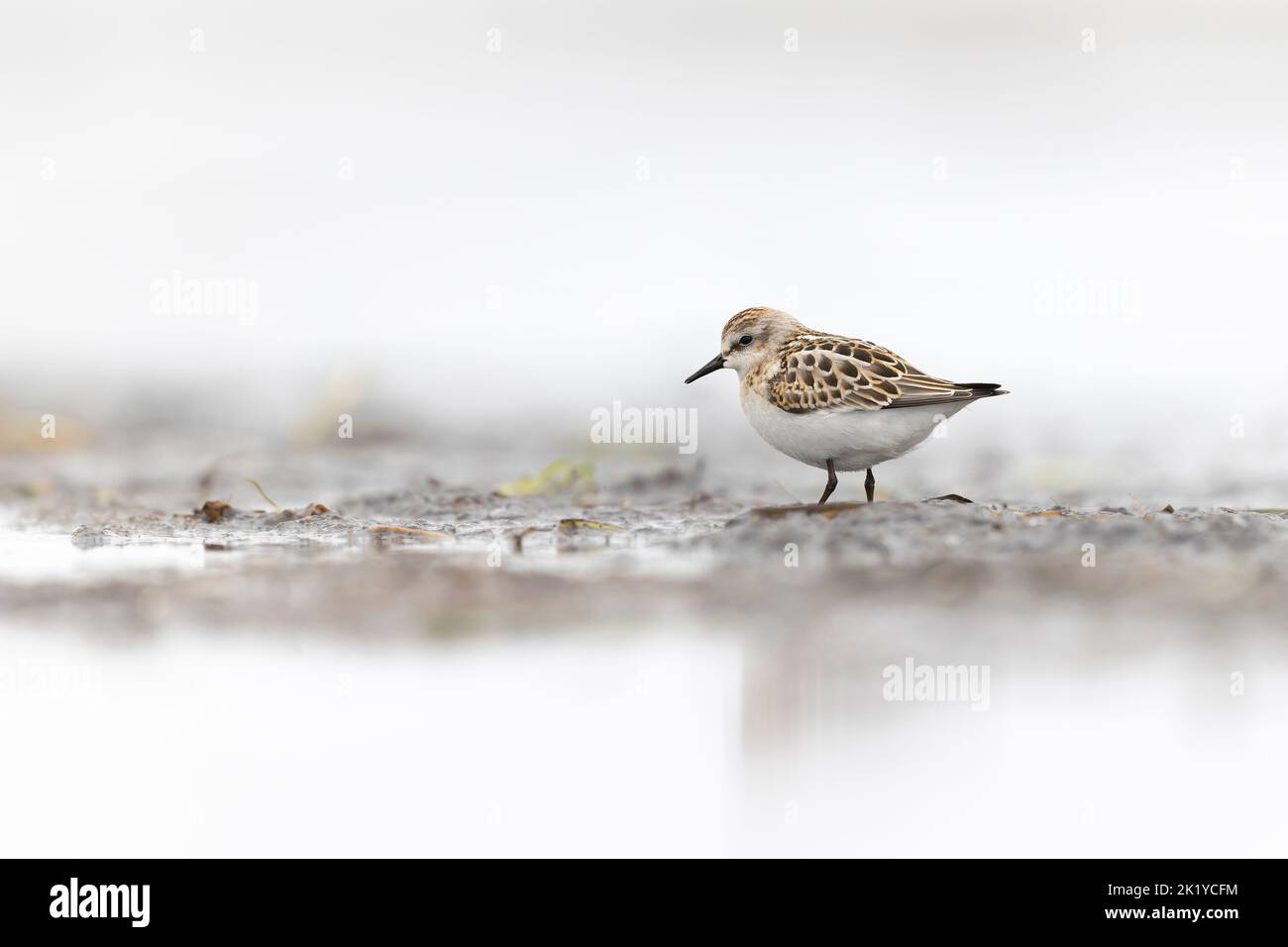 A little stint (Calidris minuta) foraging during fall migration Stock ...