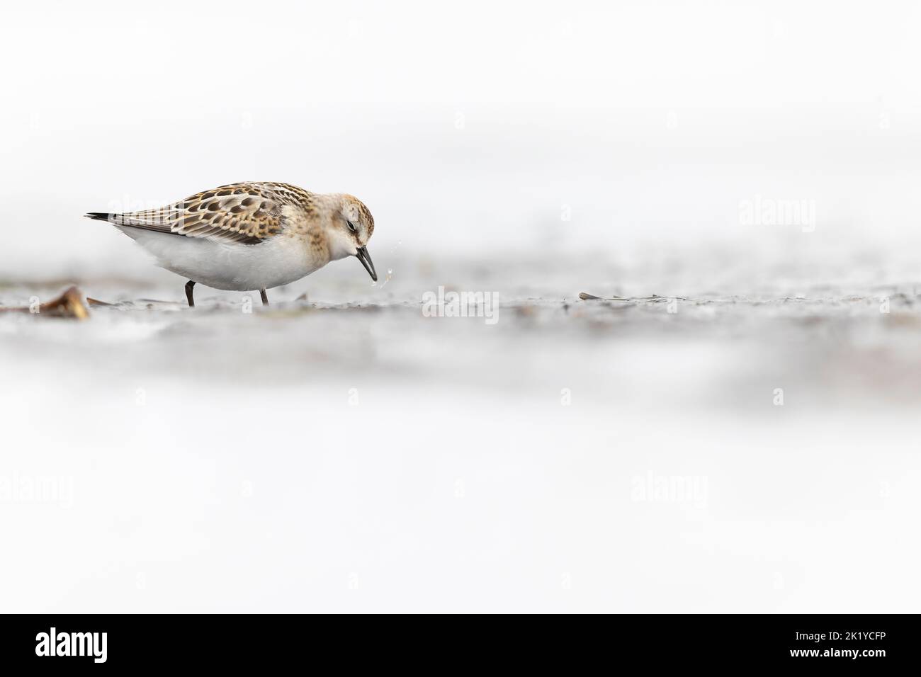 A little stint (Calidris minuta) foraging during fall migration Stock ...