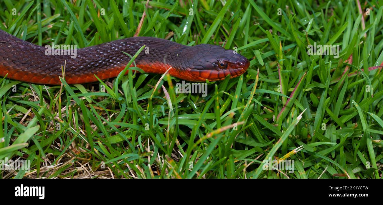Green grass with a red bellied snake moving left to right Stock Photo ...
