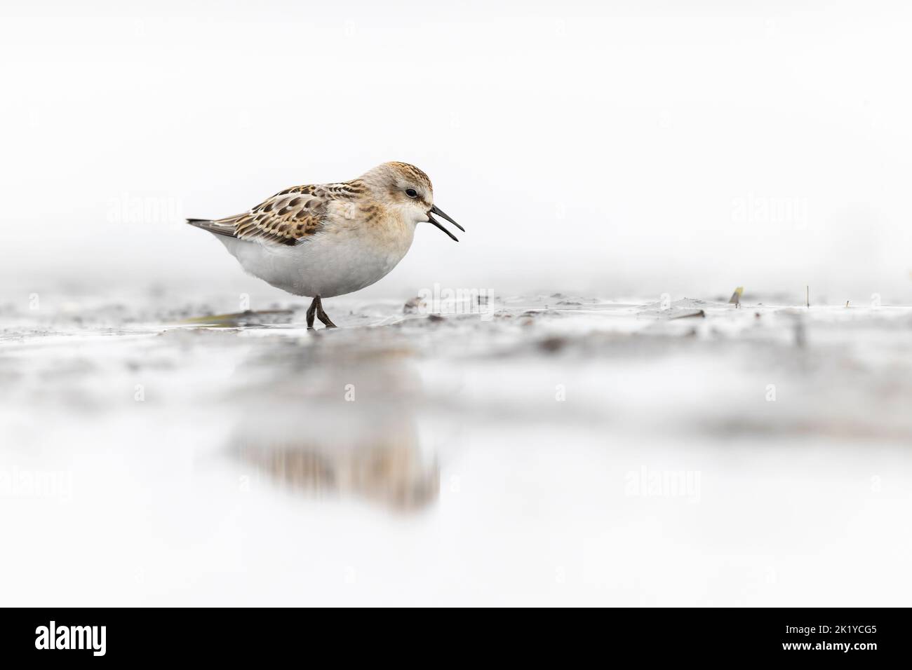 A little stint (Calidris minuta) foraging during fall migration Stock ...