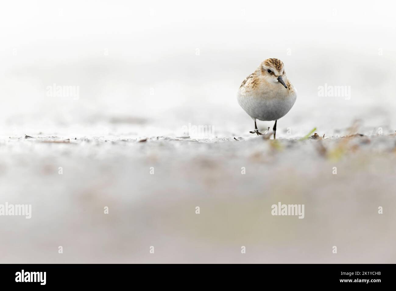 A little stint (Calidris minuta) foraging during fall migration Stock ...