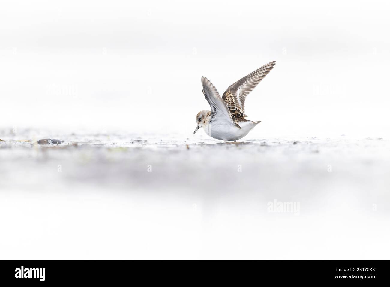 A little stint (Calidris minuta) foraging during fall migration Stock ...