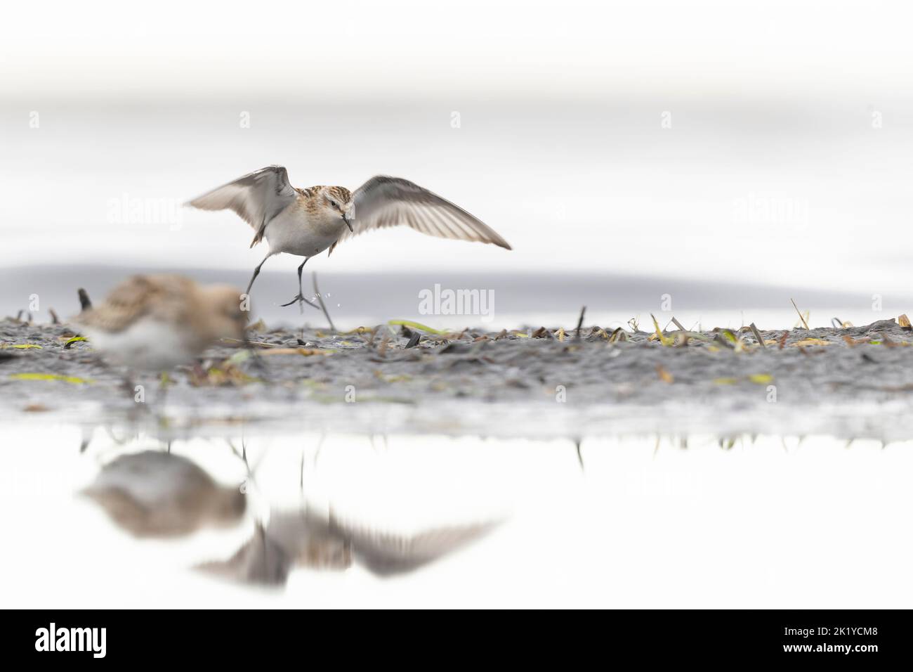 A little stint (Calidris minuta) foraging during fall migration Stock ...