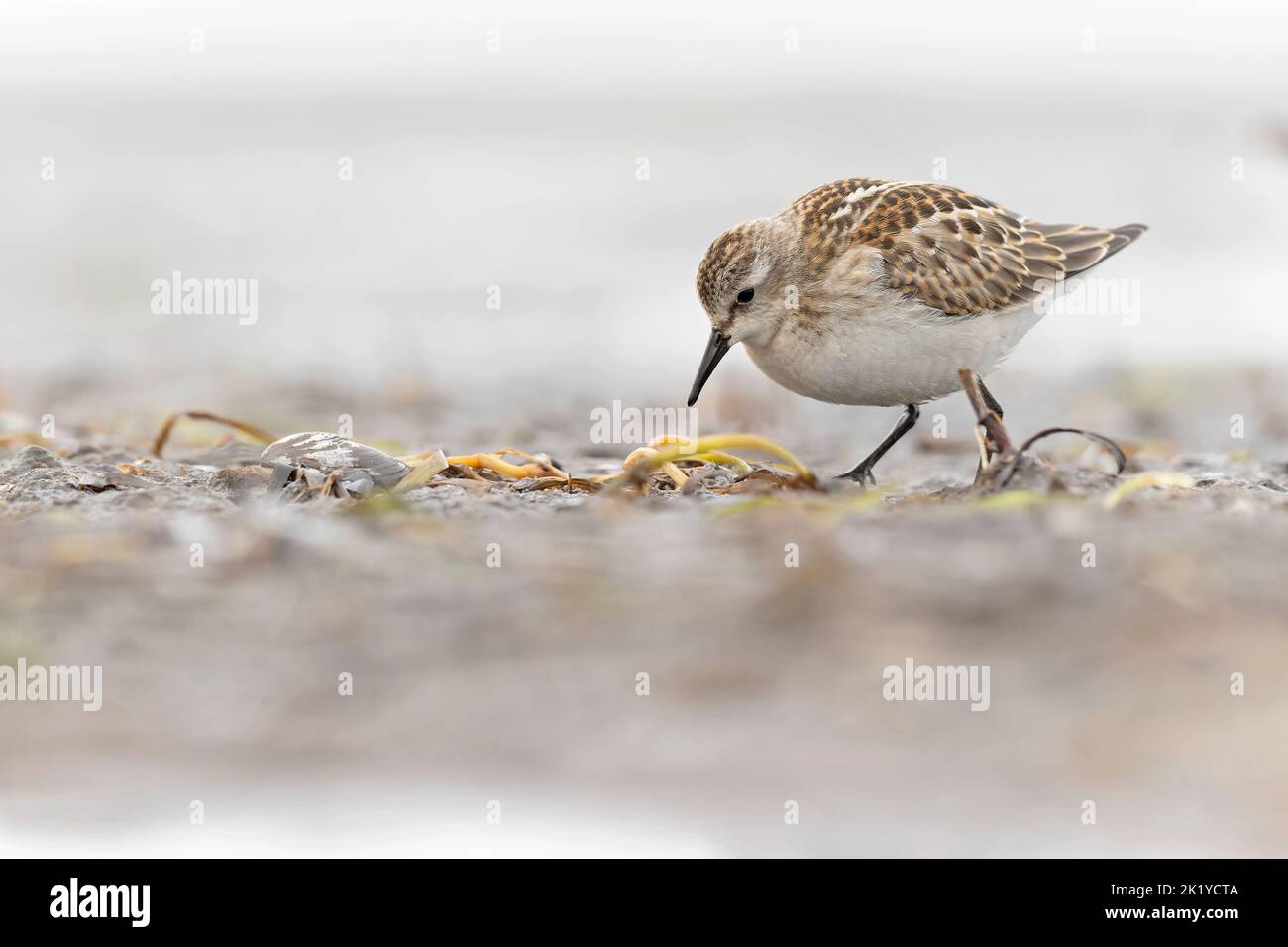 A little stint (Calidris minuta) foraging during fall migration Stock ...