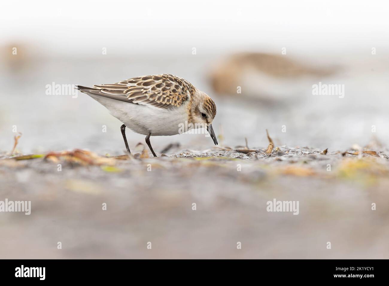 A little stint (Calidris minuta) foraging during fall migration Stock ...
