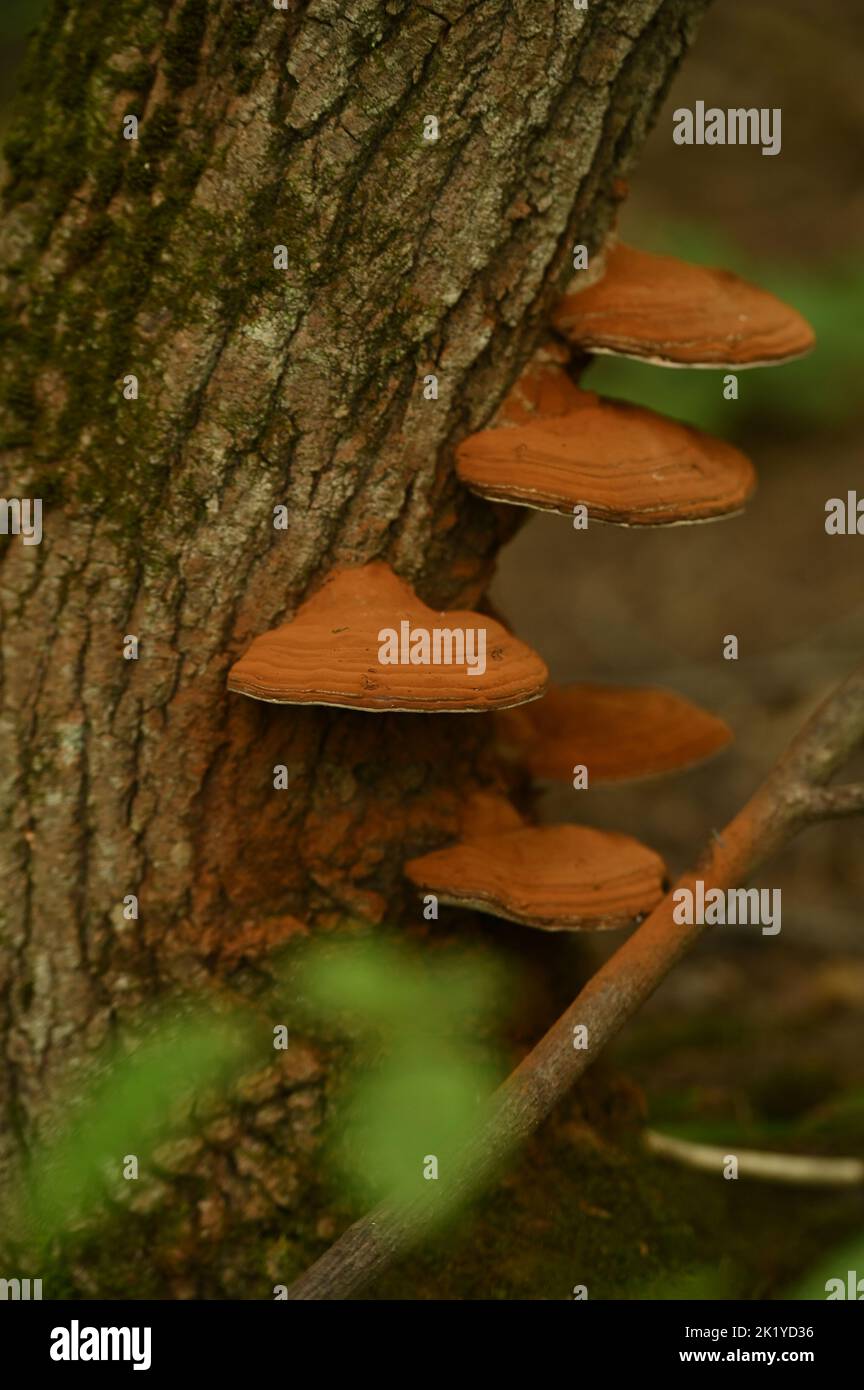 Native Mushrooms in Northern New York Stock Photo - Alamy