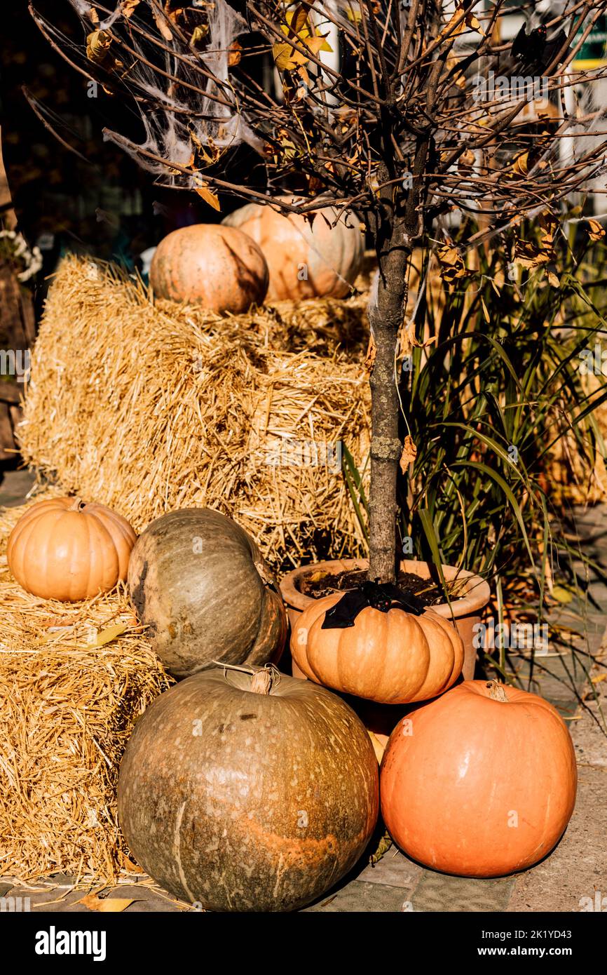Beautiful halloween decor on hi-res stock photography and images - Alamy