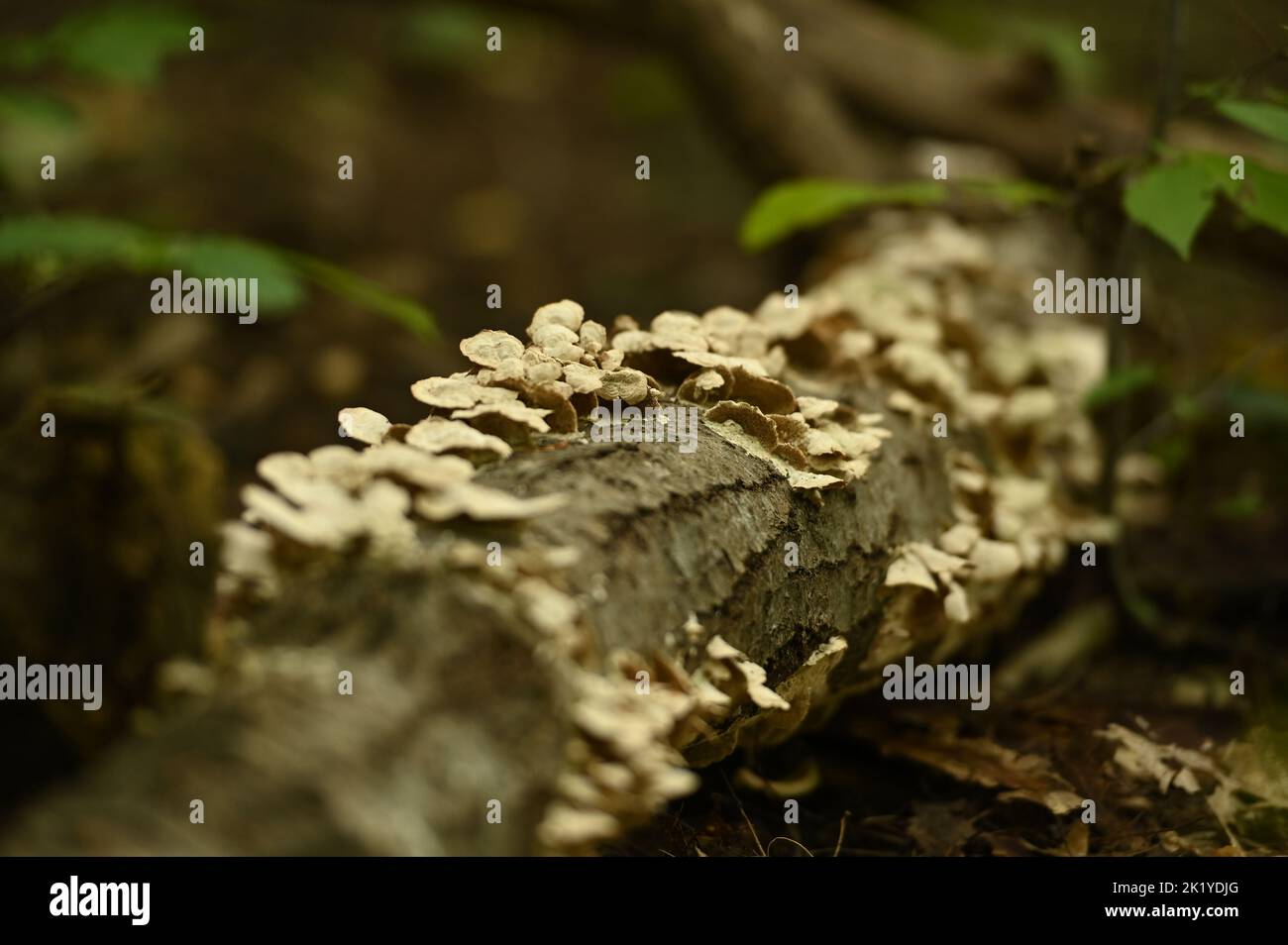 Native Mushrooms in Northern New York Stock Photo - Alamy