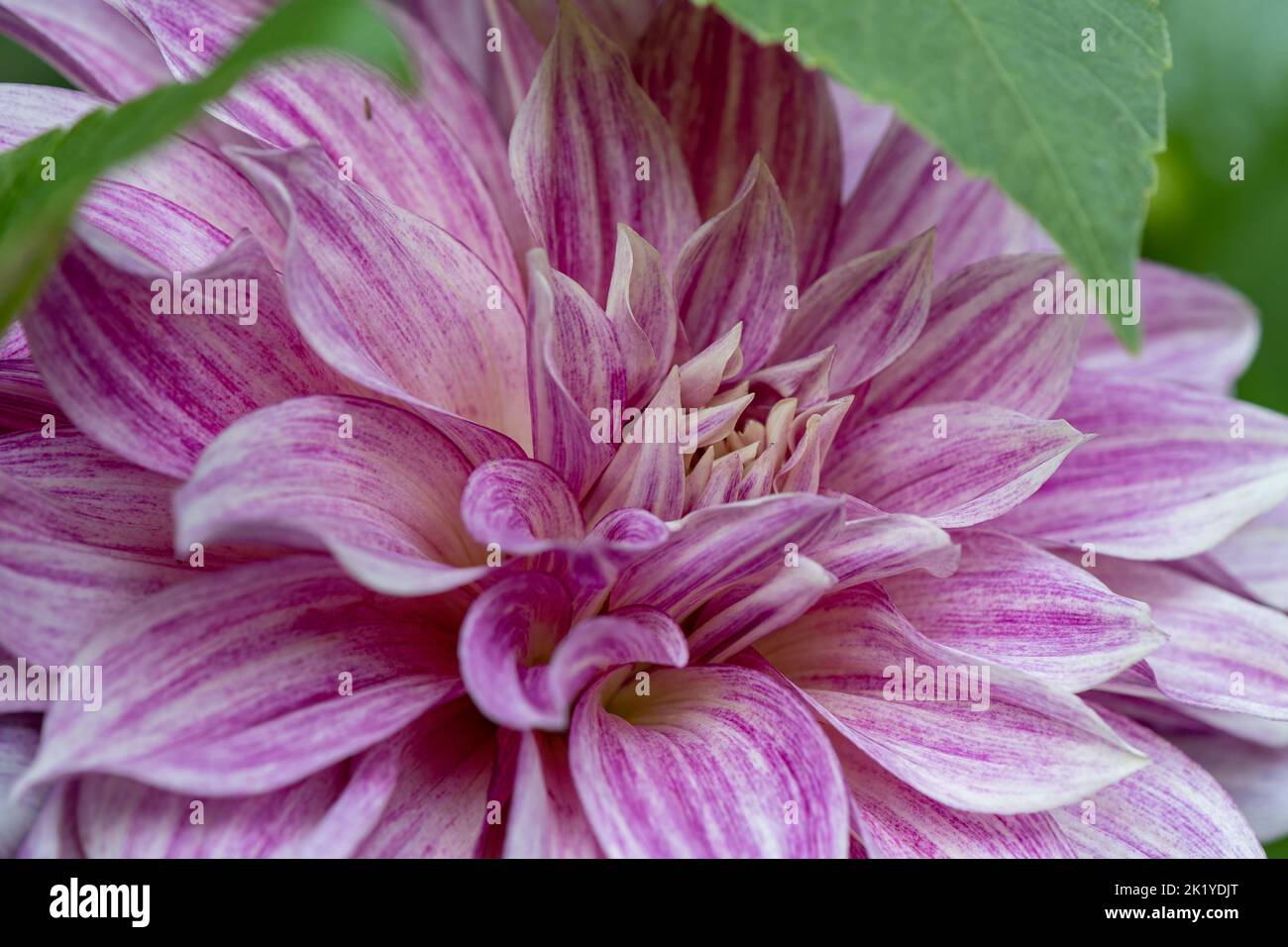 'Cafe au Lait Royal' Dahlia Stock Photo - Alamy