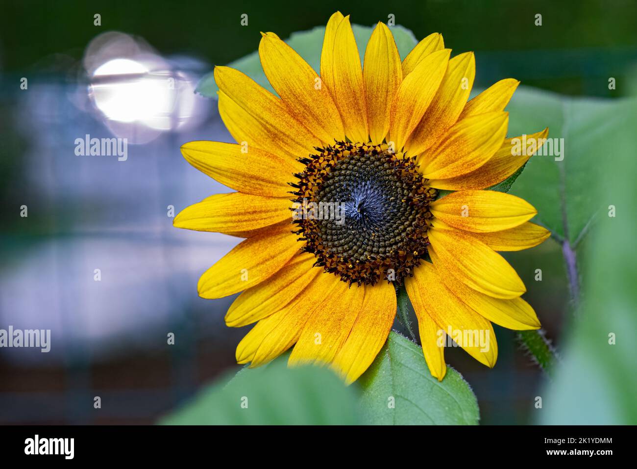 Evening sun sunflower hi-res stock photography and images - Alamy