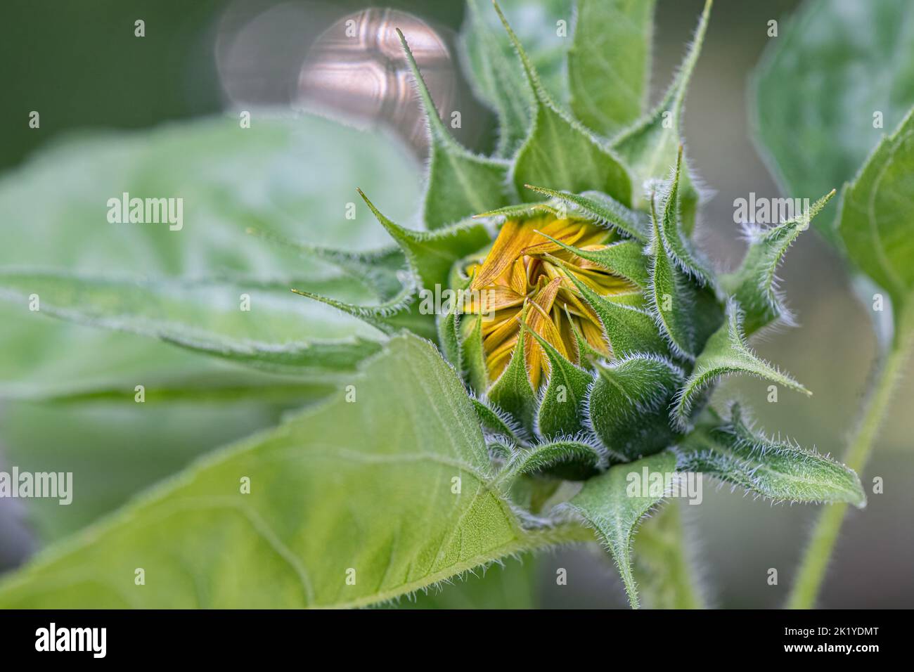 Sunflower gardening hi-res stock photography and images - Alamy