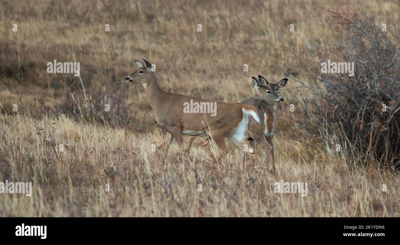 Three whitetail does in Montana in the fall Stock Photo - Alamy