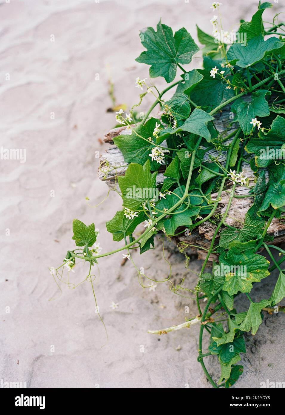 Manroot plant hi-res stock photography and images - Alamy