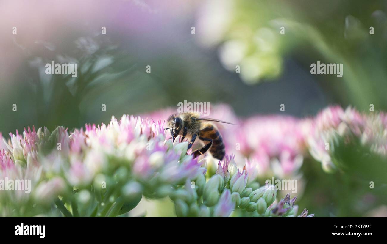 a bee in a flowerfield Stock Photo - Alamy