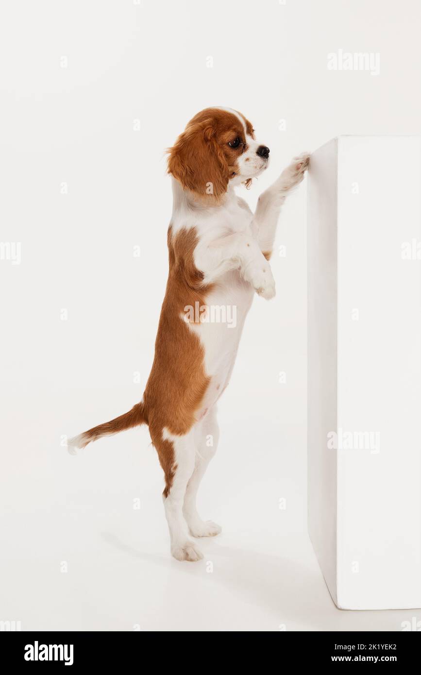 Portrait of cute dog of Cavalier King Charles Spaniel standing on hind ...