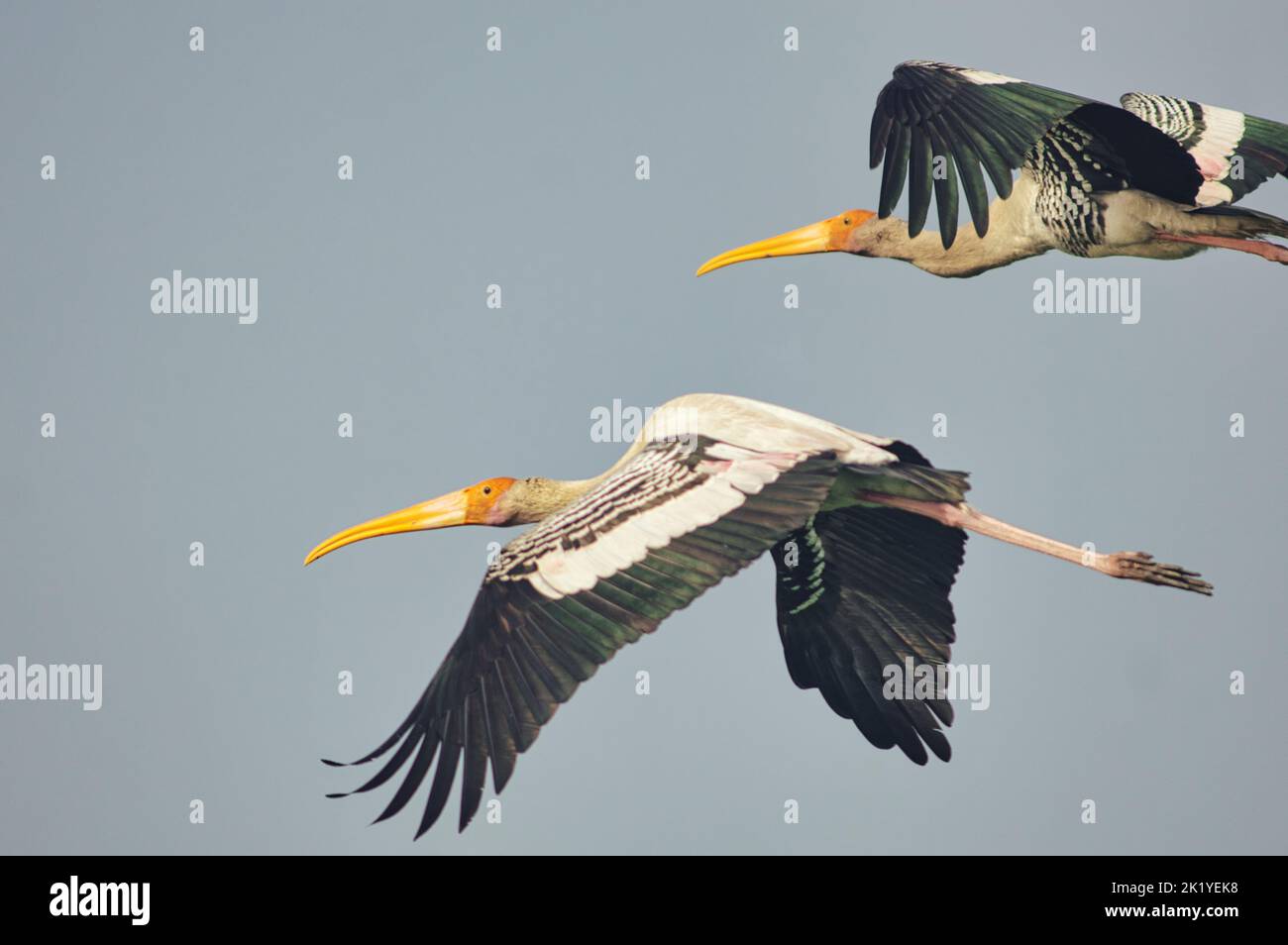 Two storks in the air hi-res stock photography and images - Alamy