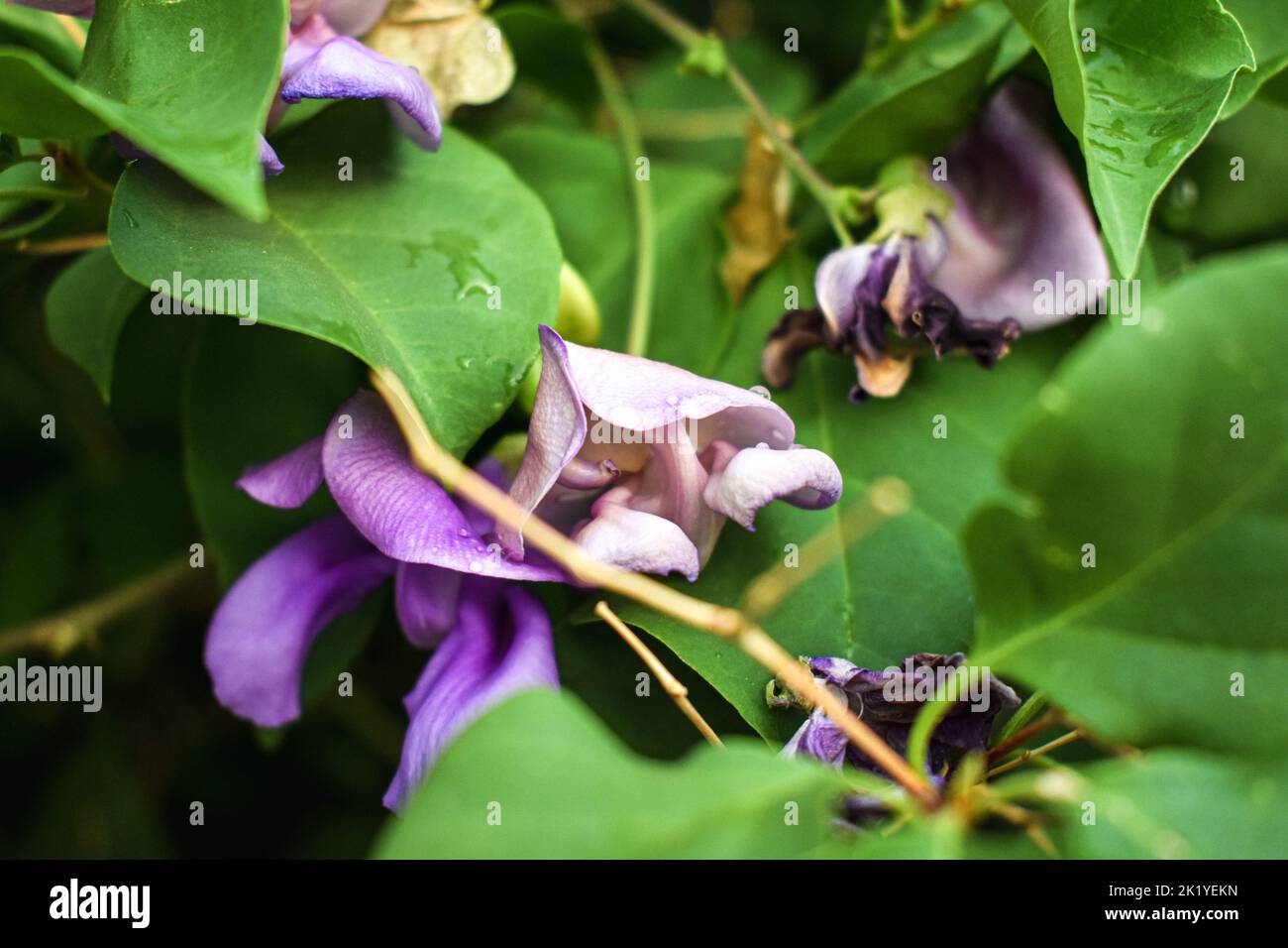 Corkscrew plant hi-res stock photography and images - Alamy