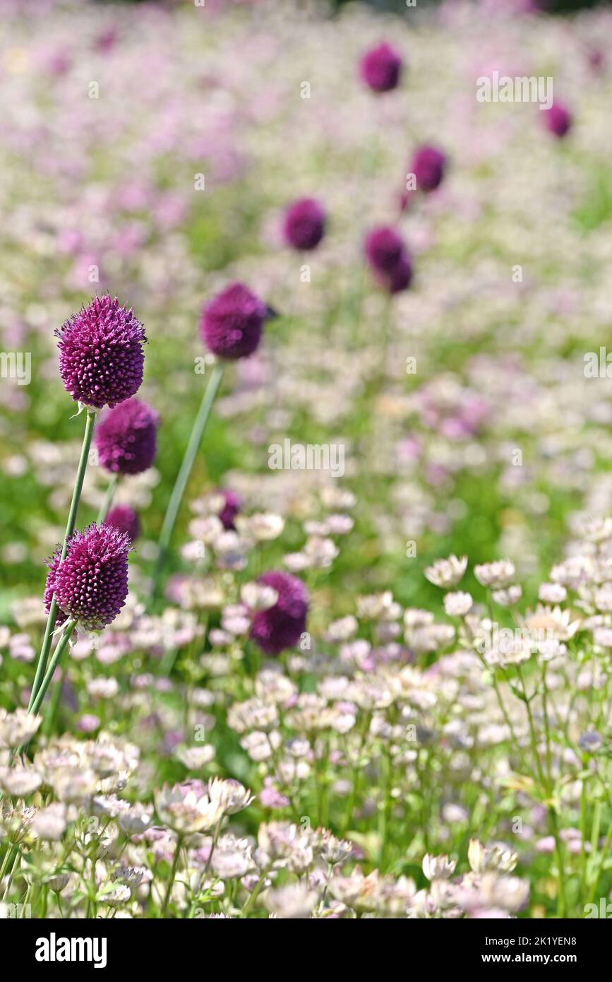 Allium, onion purple flower in a field with Astrantia Stock Photo - Alamy