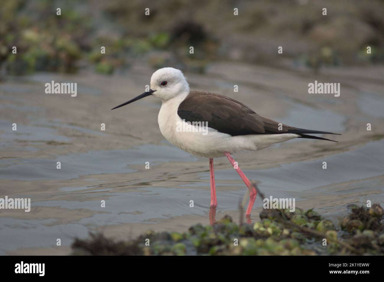 A closeup of a black-winged stilt, legs in water Stock Photo - Alamy