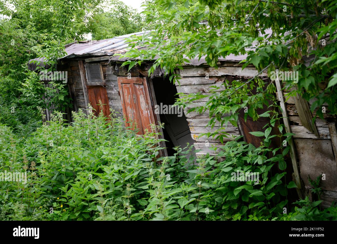 An old rickety abandoned wooden shed overgrown with grass Stock Photo ...