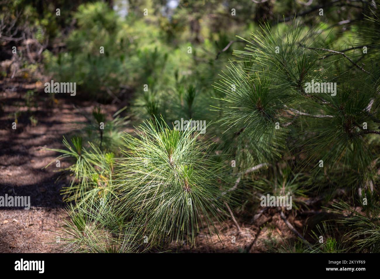Pinus canariensis or the Canary Island pine young shoots background ...