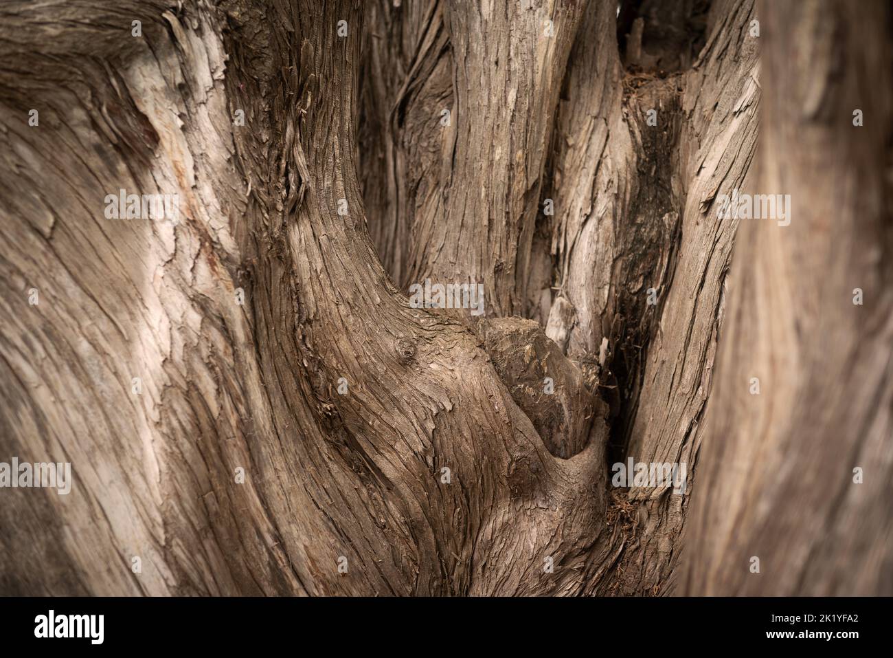 Blurred bark texture background. Bald cypress closeup. Abstract ...
