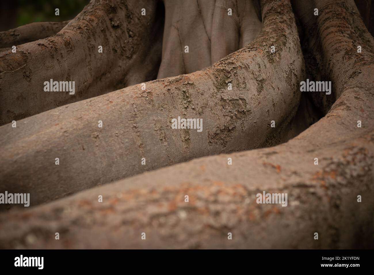 Mostly blurred bark texture background of Ficus macrophylla roots ...