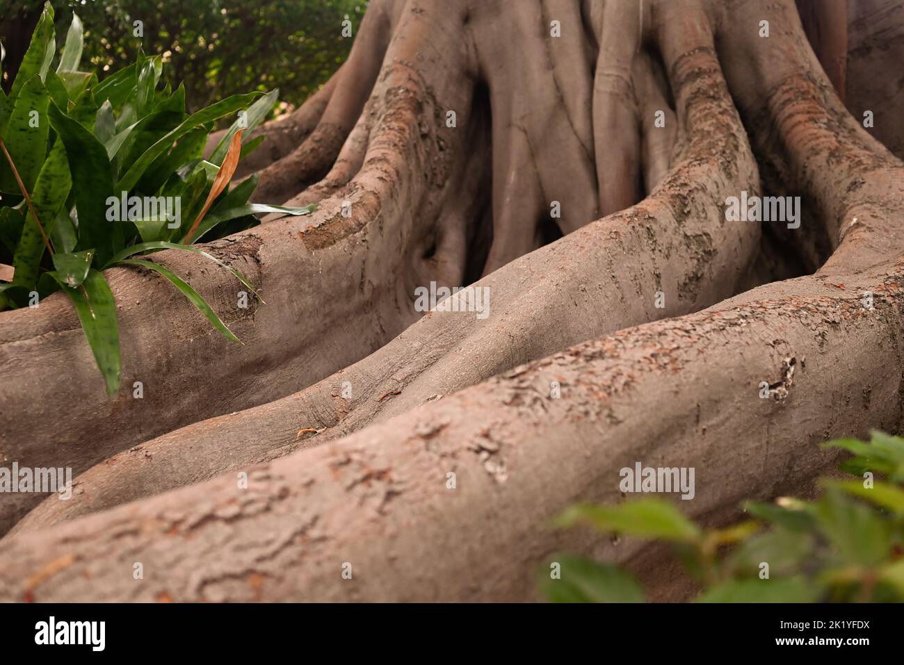 Mostly blurred bark texture background of Ficus macrophylla roots ...