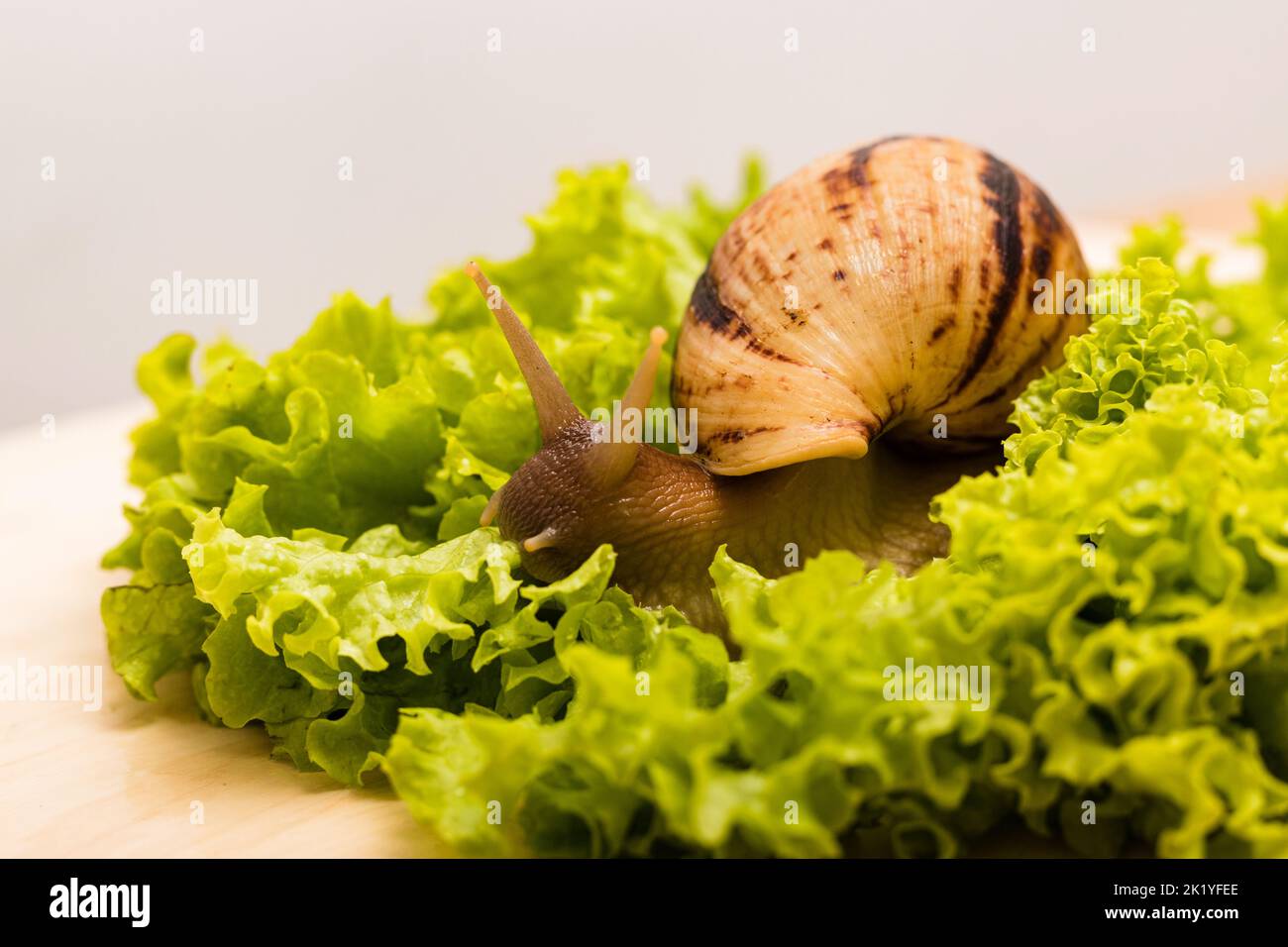 Snails on a green leaf hi-res stock photography and images - Alamy
