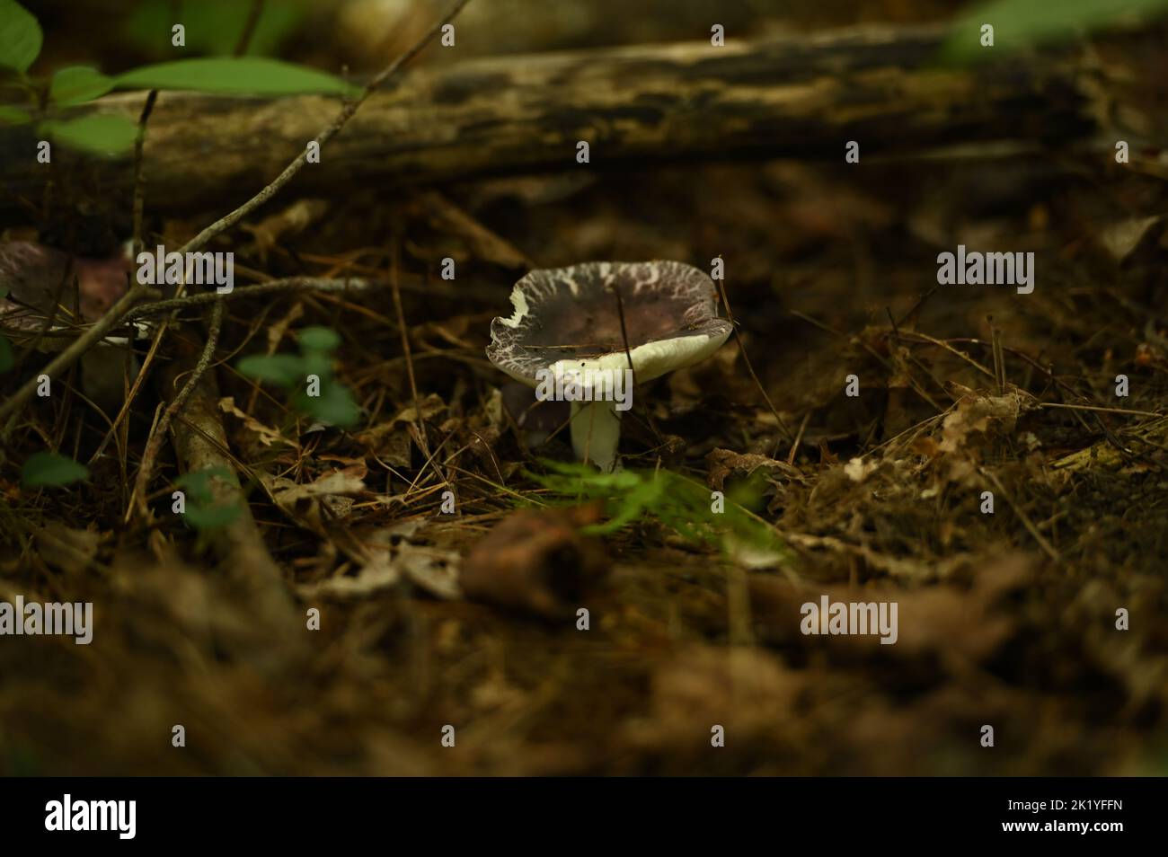 Native Mushrooms in Northern New York Stock Photo - Alamy
