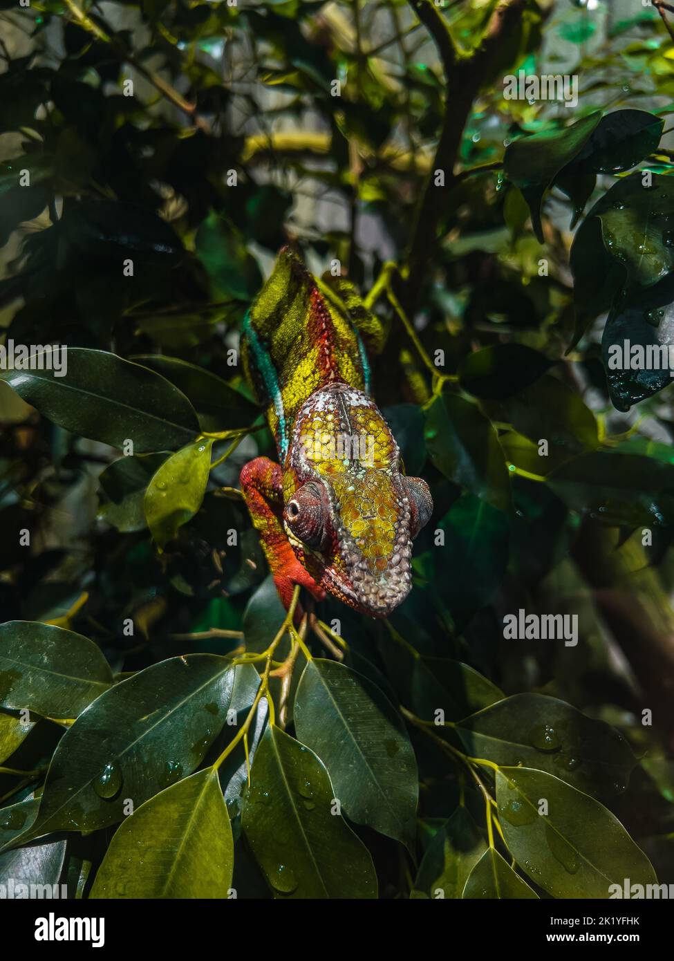 A vertical closeup shot of colorful panther chameleon on deciduous tree ...