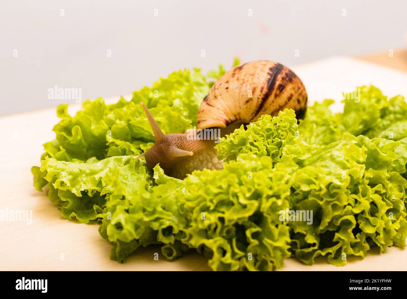 Snails on a green leaf hi-res stock photography and images - Alamy