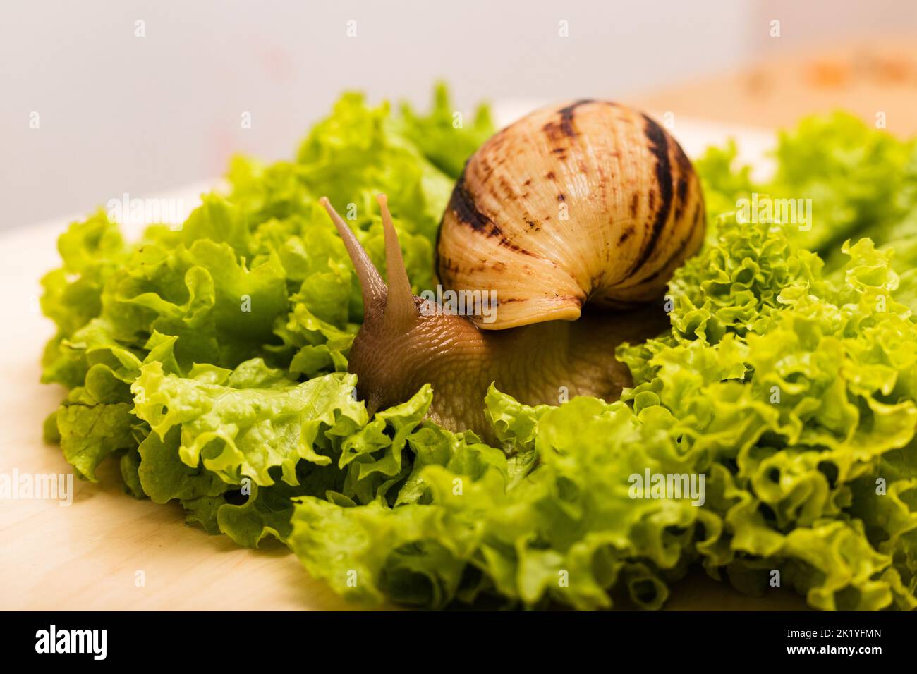 Achatina snail sits on a fresh green lettuce leaf Stock Photo - Alamy
