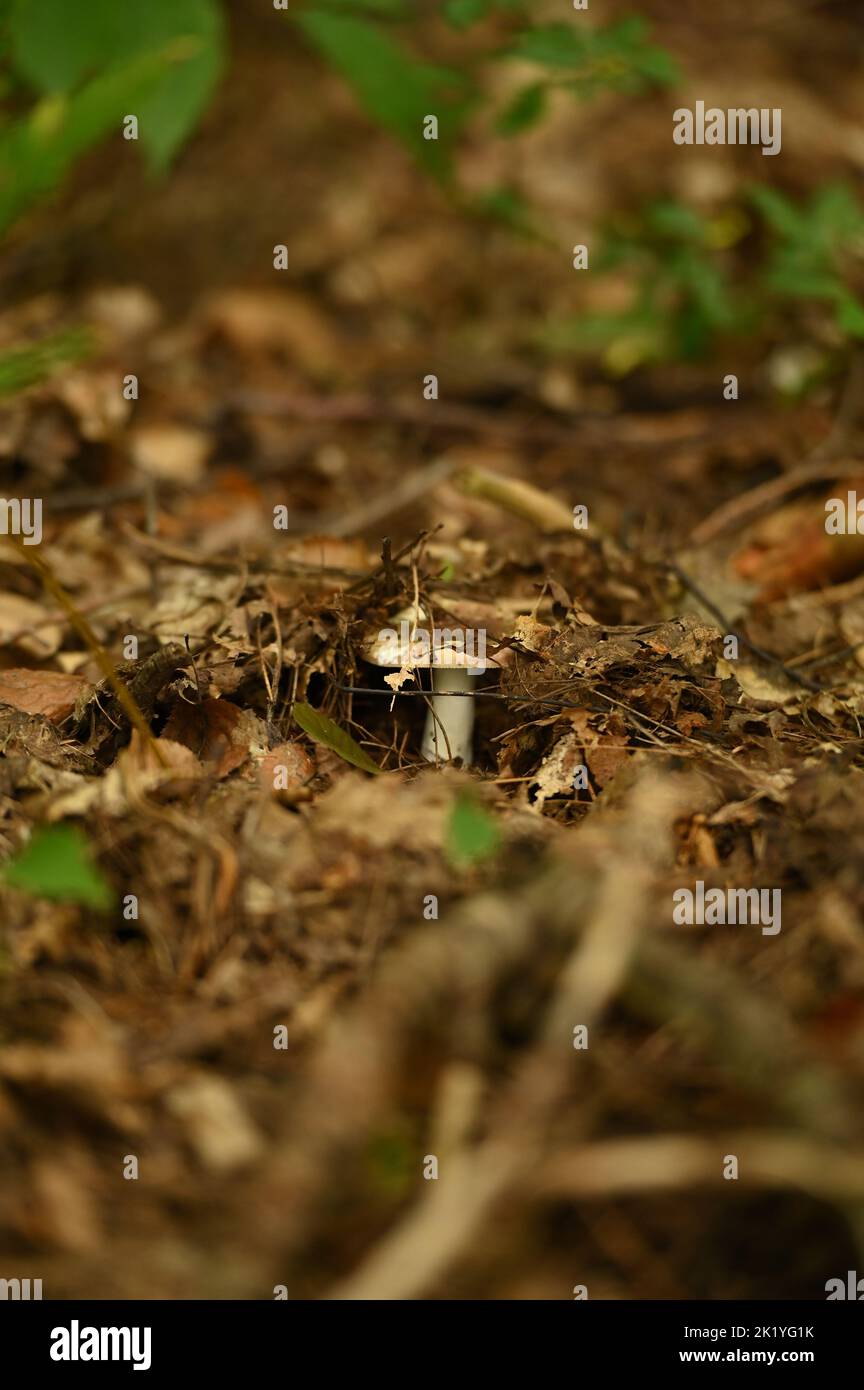 Native Mushrooms in Northern New York Stock Photo - Alamy