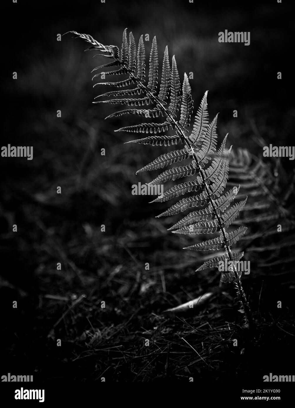 A vertical grayscale of a plant leaf Stock Photo - Alamy