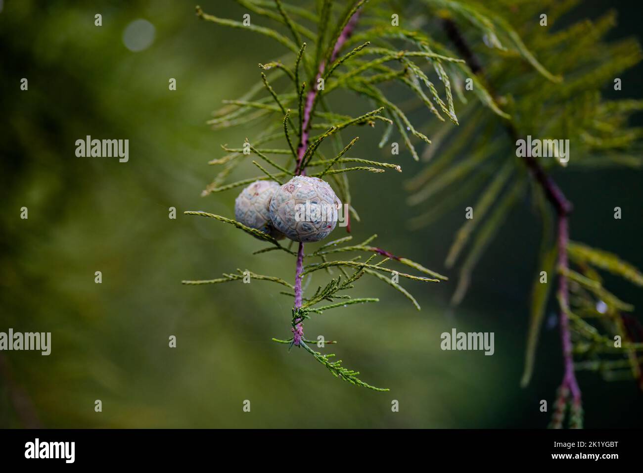 Pods hanging from tree hi-res stock photography and images - Alamy