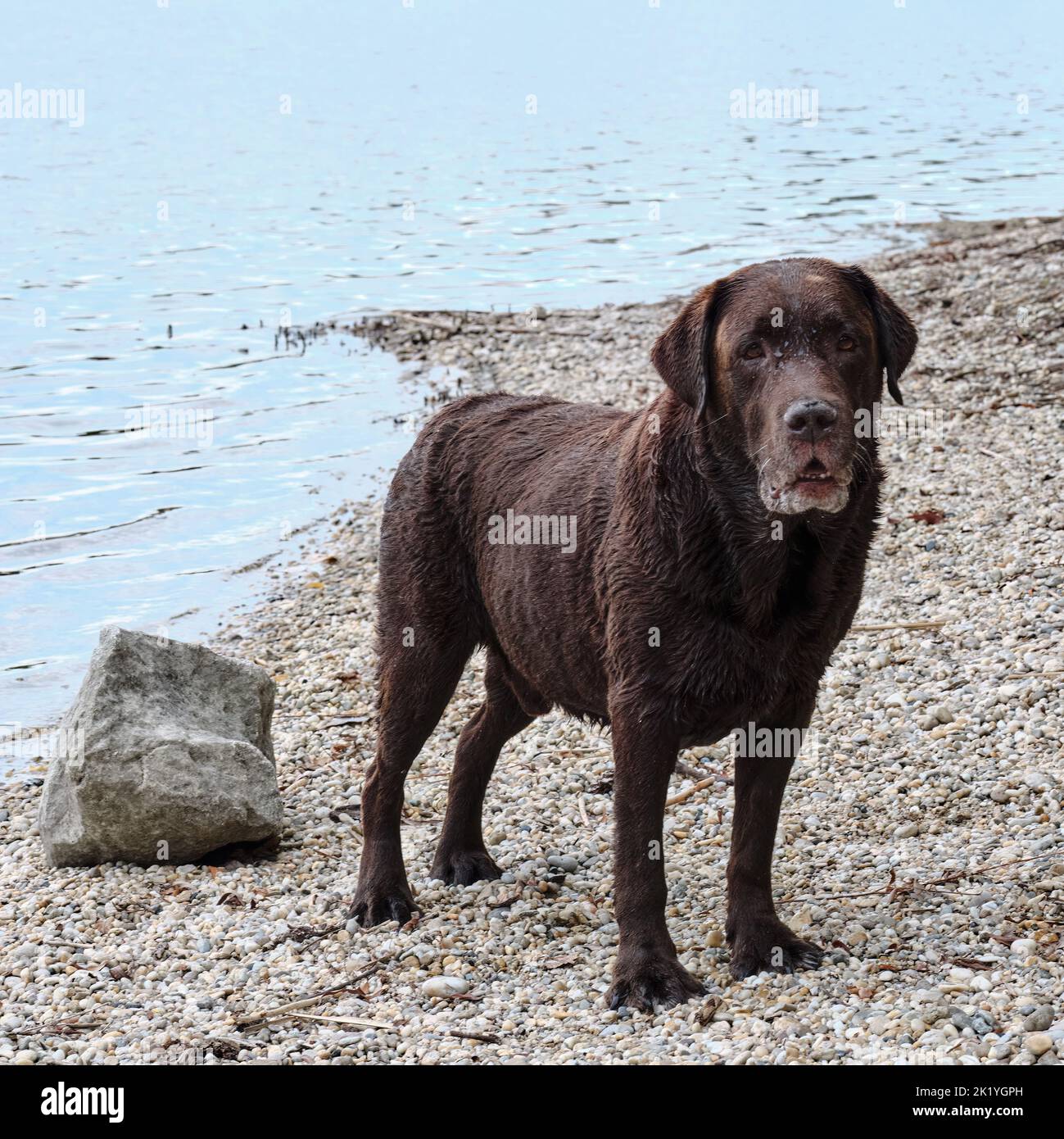 Black lab on beach hi-res stock photography and images - Alamy