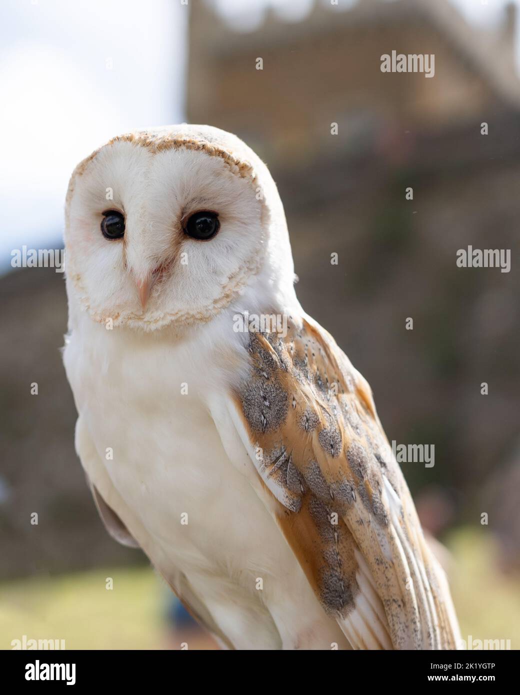 Snowy barn owl hi-res stock photography and images - Alamy