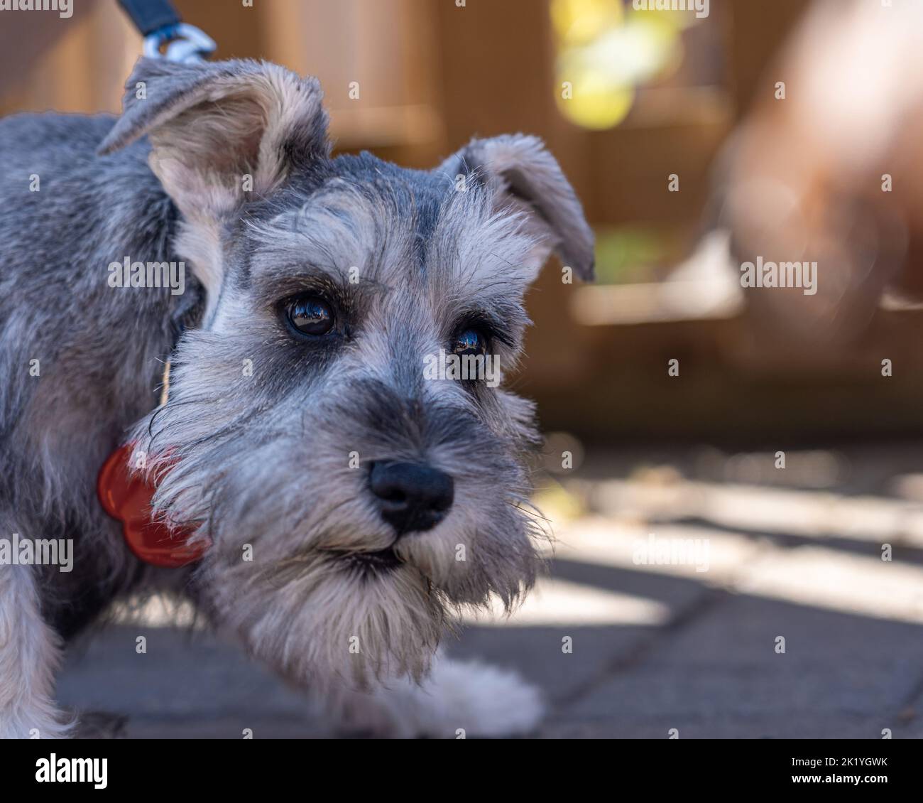 Miniature schnauzer dog old hi-res stock photography and images - Alamy