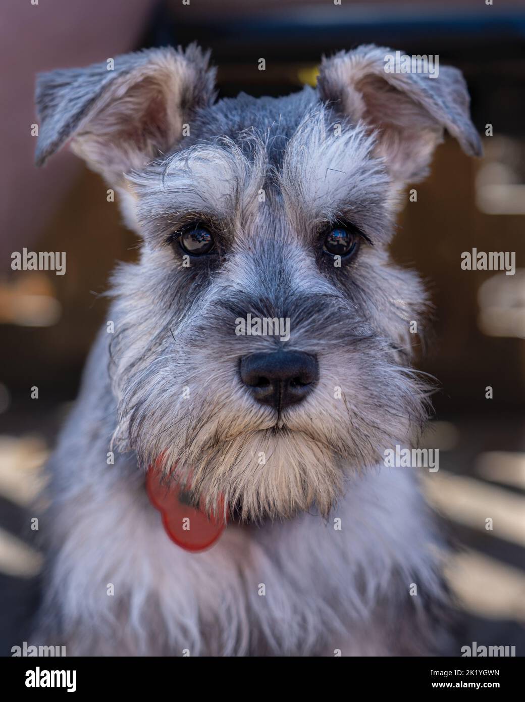Miniature schnauzer dog old hi-res stock photography and images - Alamy